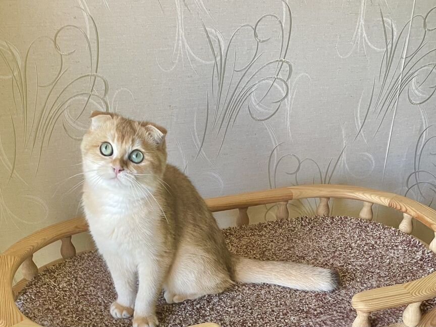 Вислоухий золотой котик