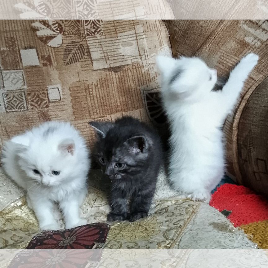 Турецкая ангора котёнок