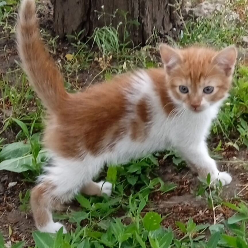 Отдам котят в добрые руки