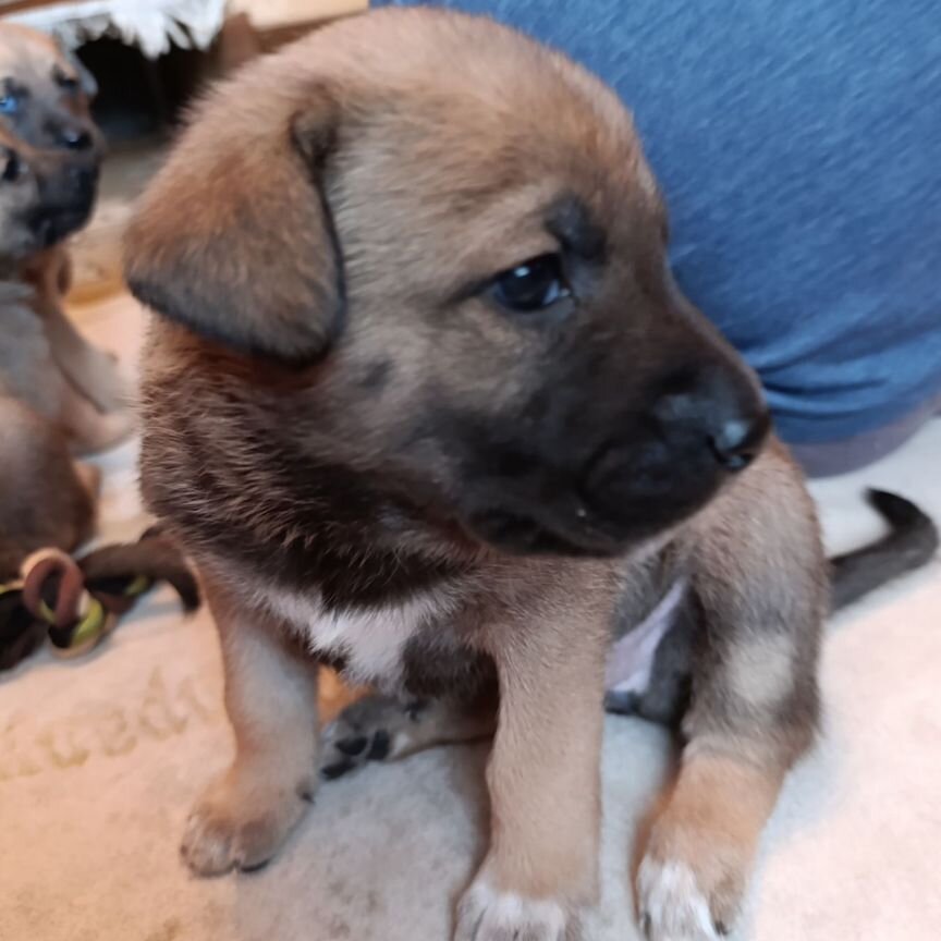 Щенок в добрые руки