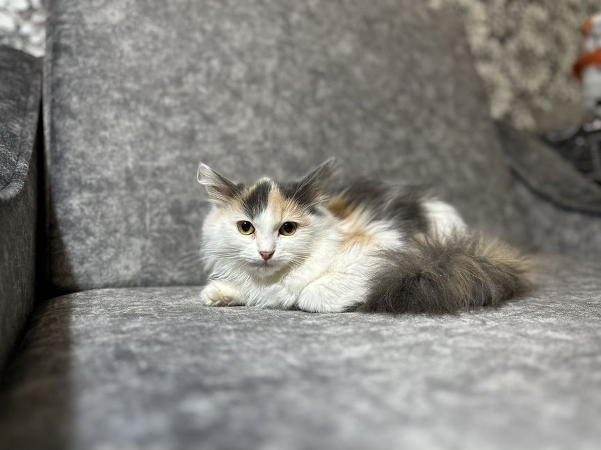 Котята-подростки(девочки)