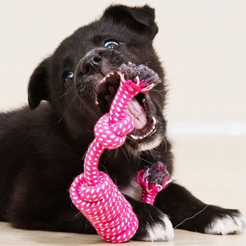 Щенок в добрые руки