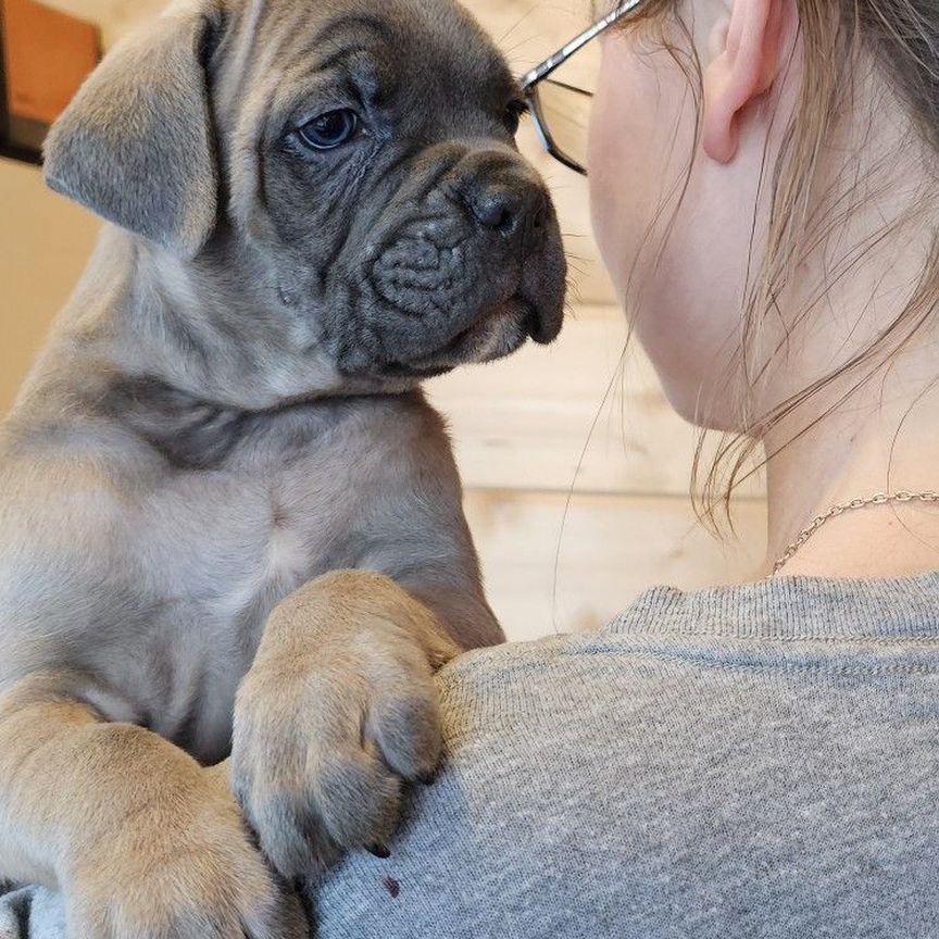 Щенки кане корсо форментино