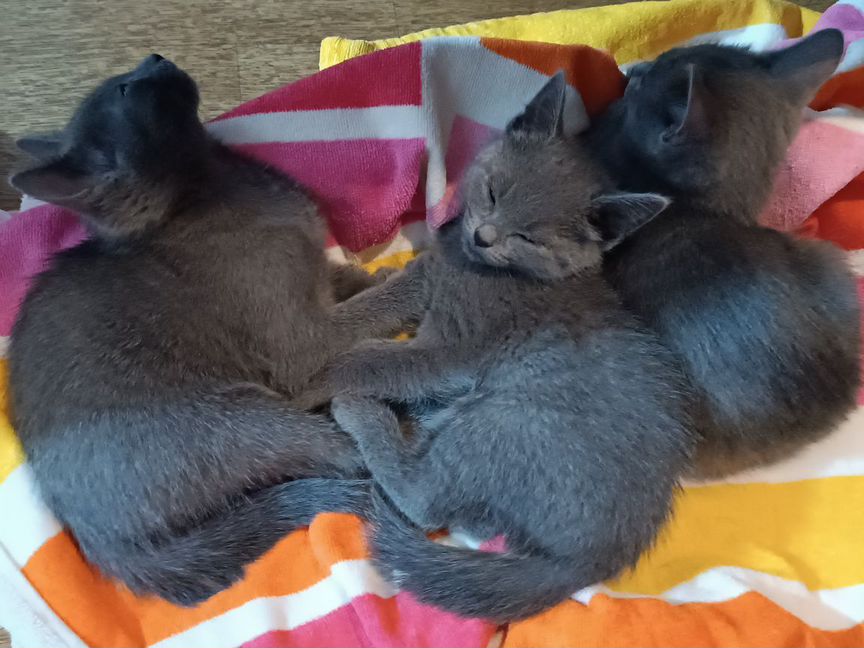 Котята русская голубая