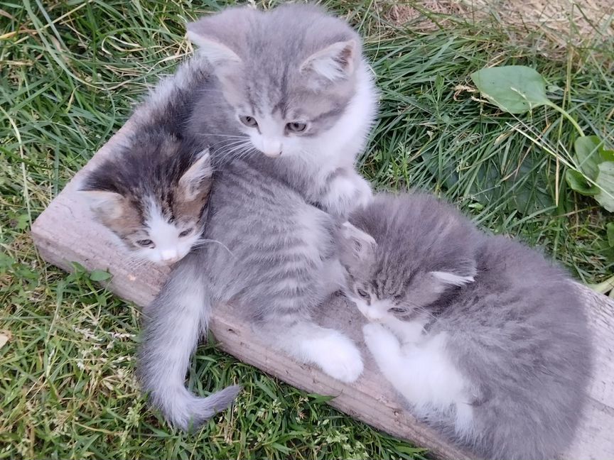 Котятки ищут дом
