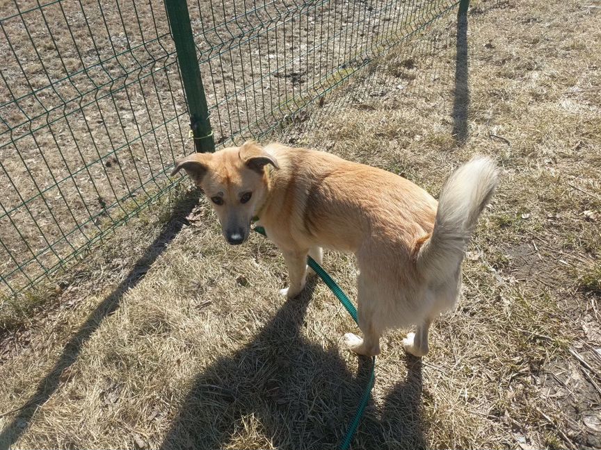 Отдам в добрые руки небольшую собачку