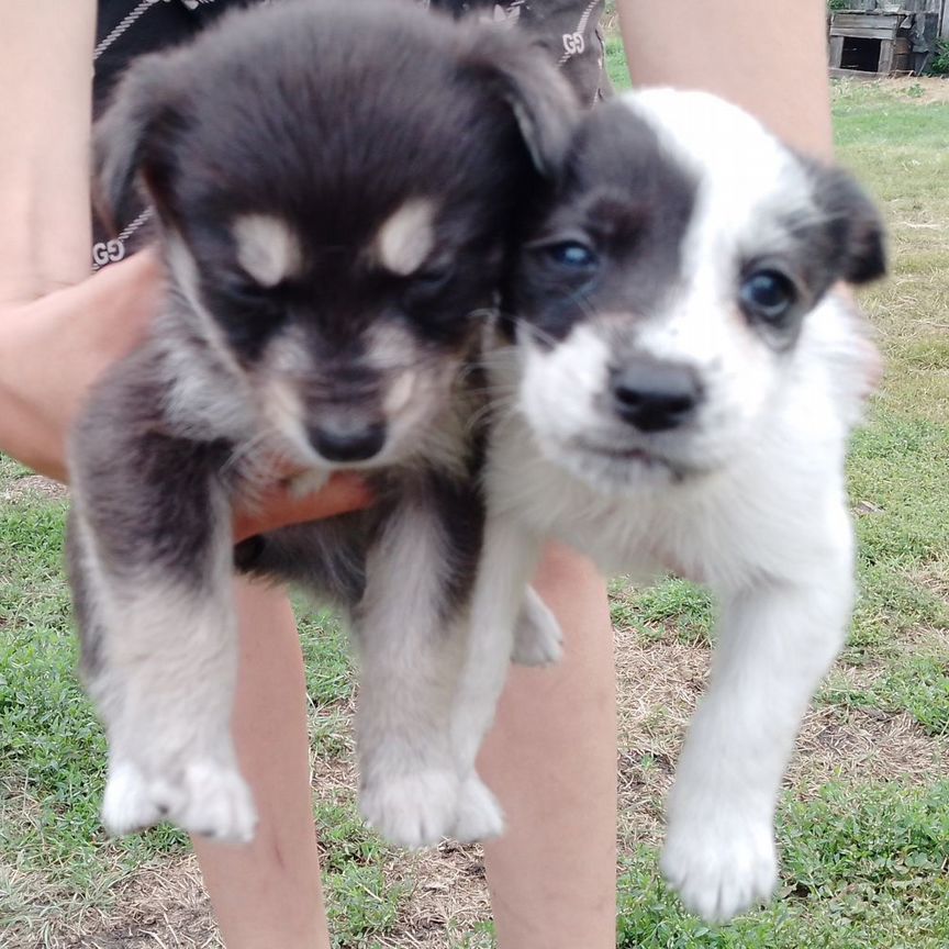 Щенки непродистые и смешные