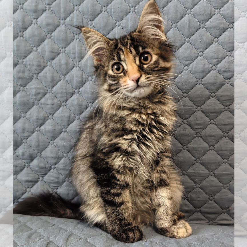 Отдадим котенка