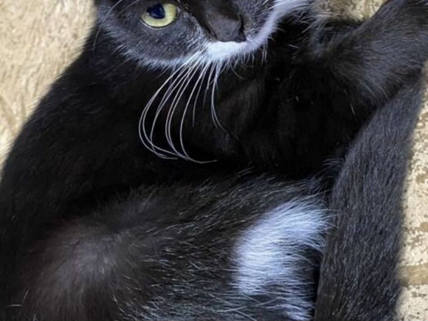 Котята в добрые руки мальчики