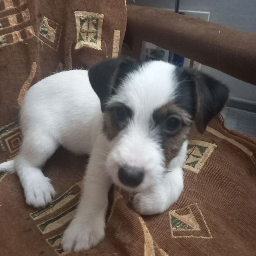 Щенки джек рассел терьер жесткошерстный