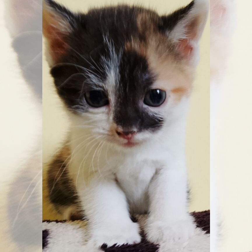 Сибирский котёнок