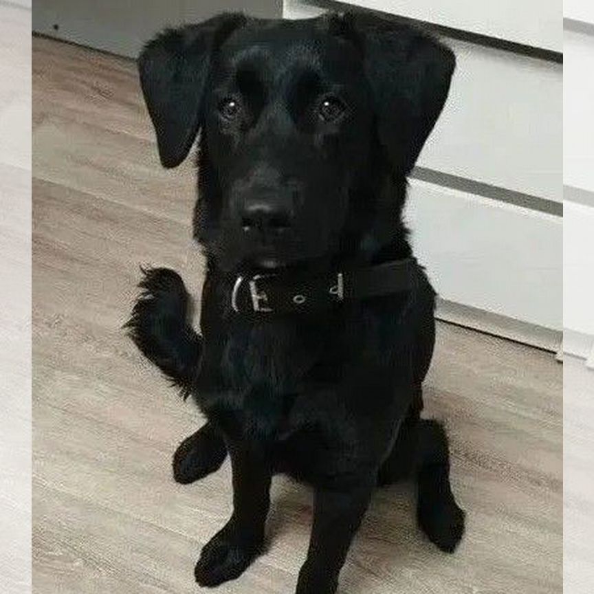 Лабрадор-ретривер, щенок