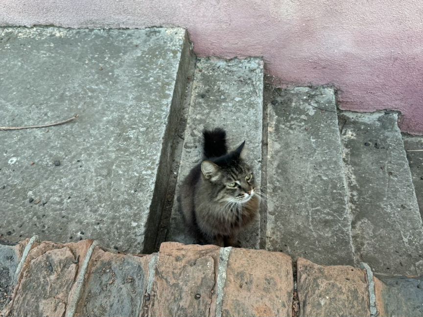 Домашний кот