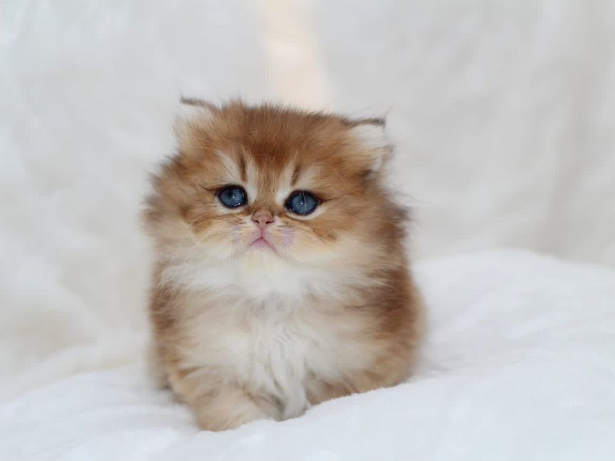 Золотая длинношерстная британочка