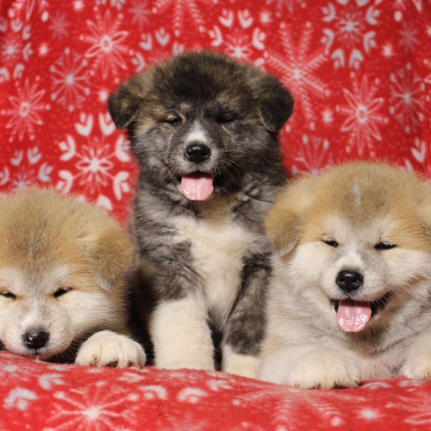 Акита Ину потрясающие малыши