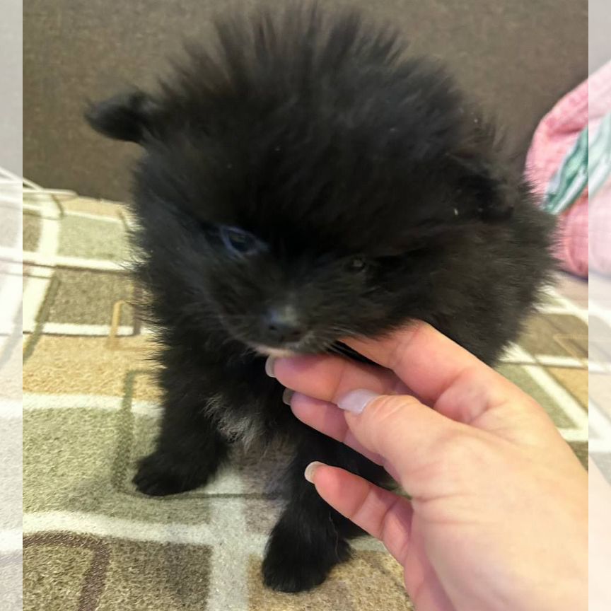 Померанский шпиц, щенок