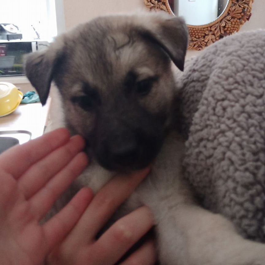 Щенок в добрые руки