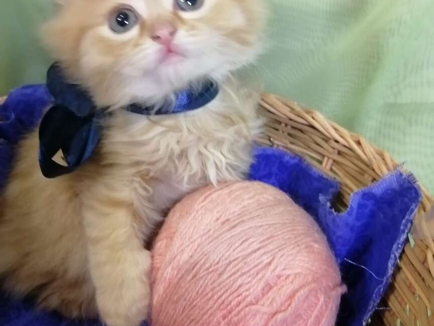 Рыжий котенок