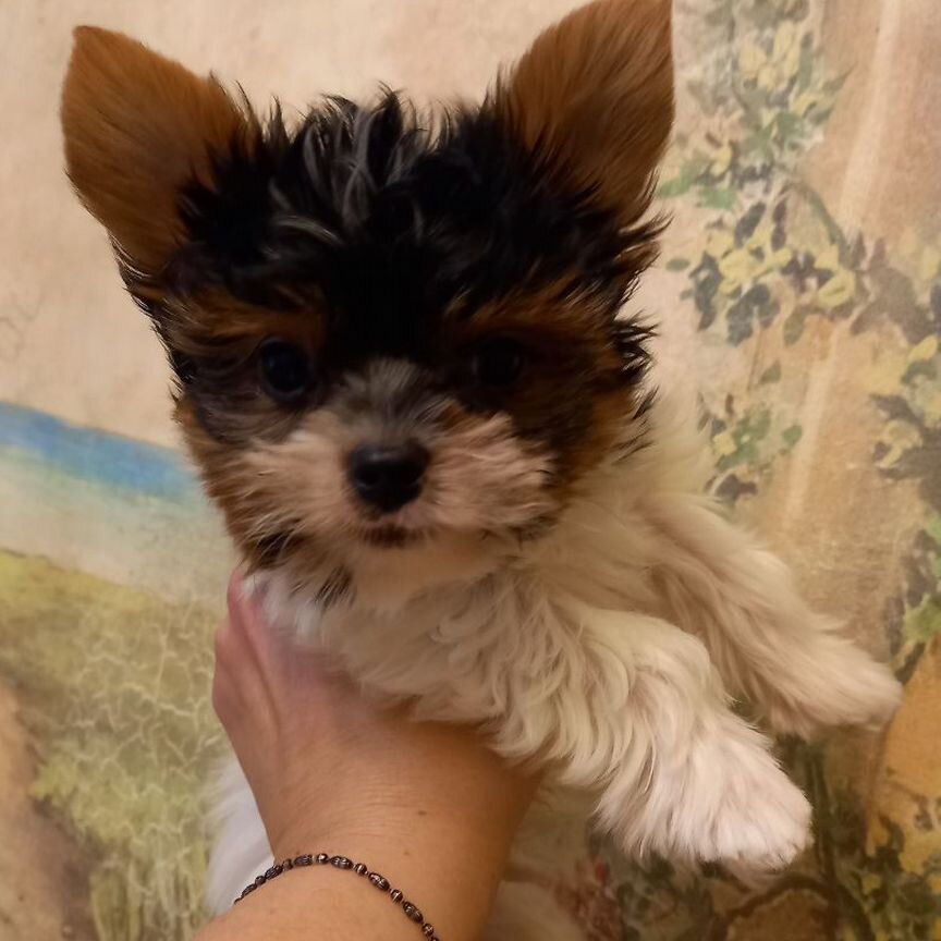 Бивер-йоркширский терьер, щенок