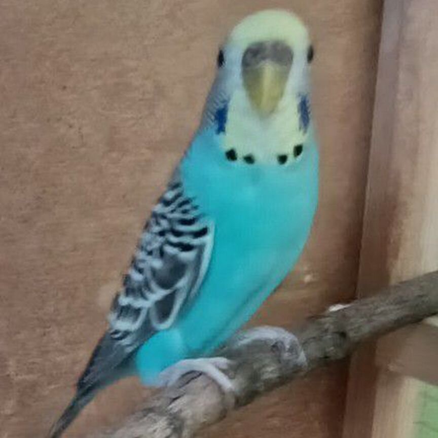 Волнистый попугай