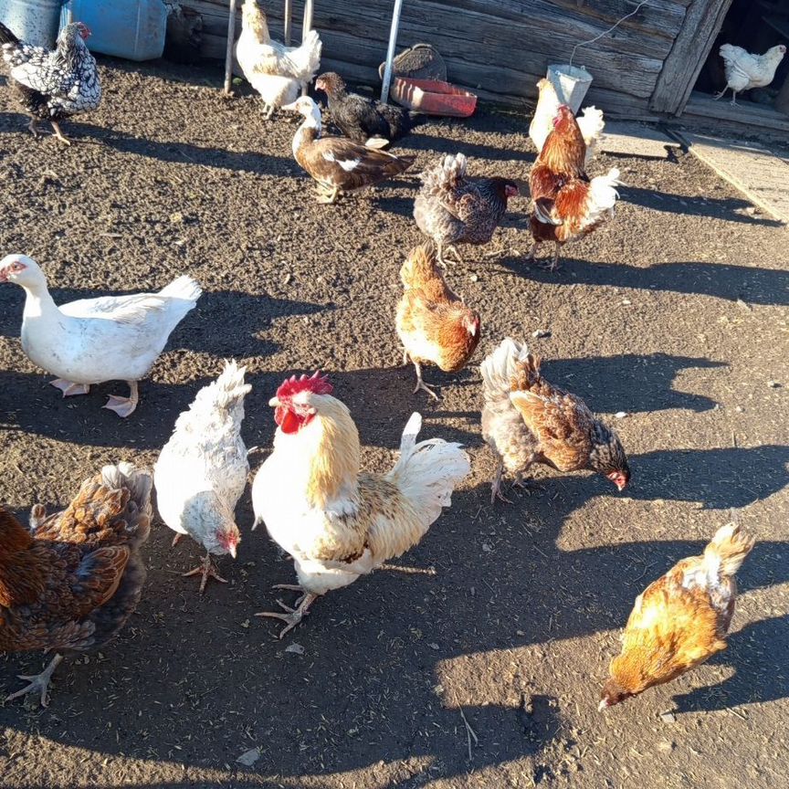 Куры амеракуаны 15 шт и2 петуха