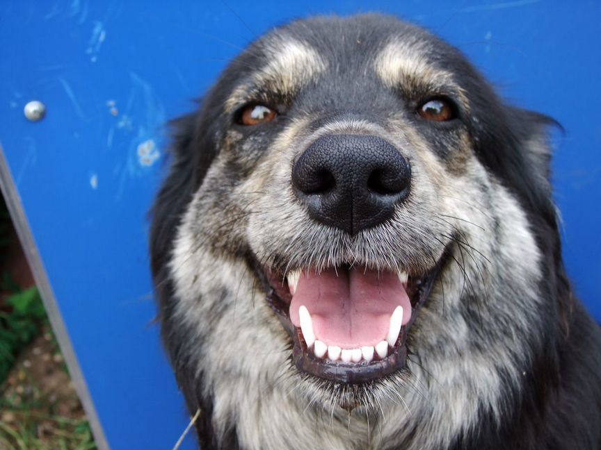 Самый лучший в мире Хомяк