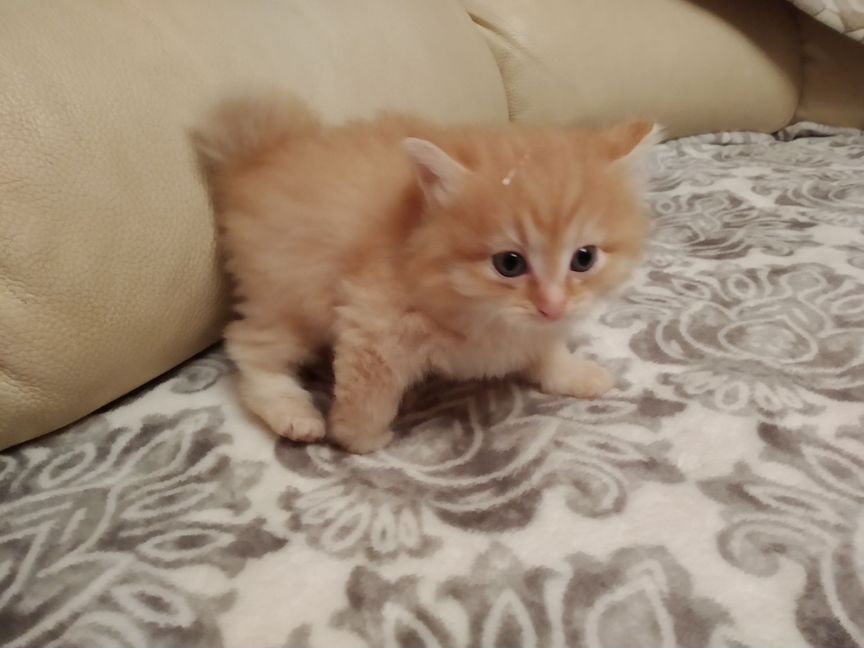 Курильский бобтейл