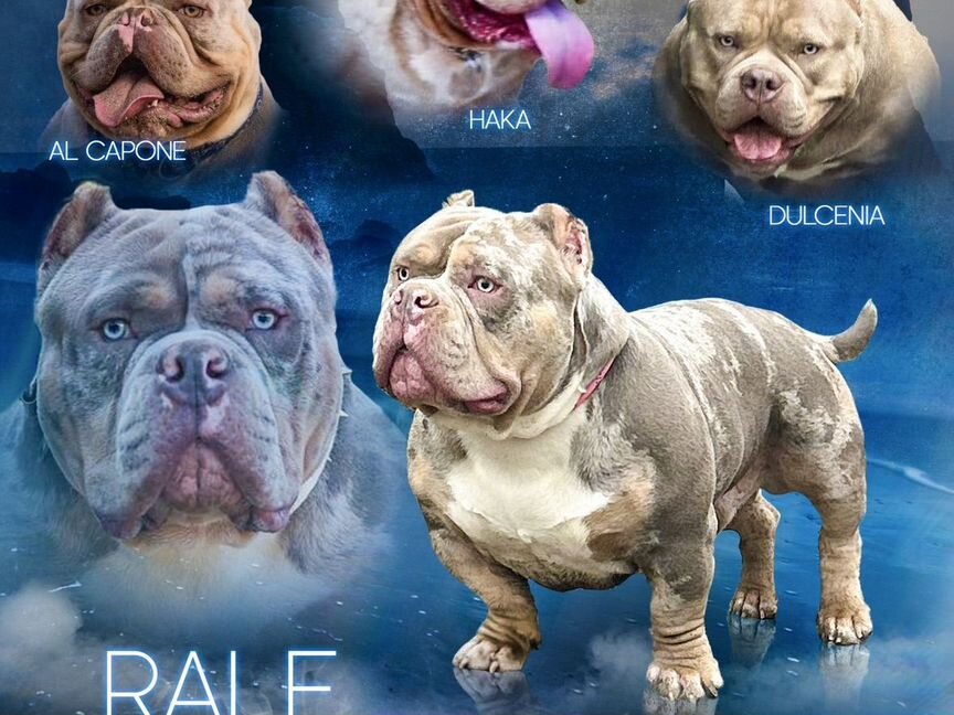 Американский булли extreme вязка