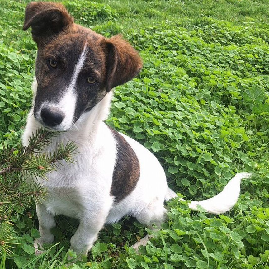 Щенок в добрые руки