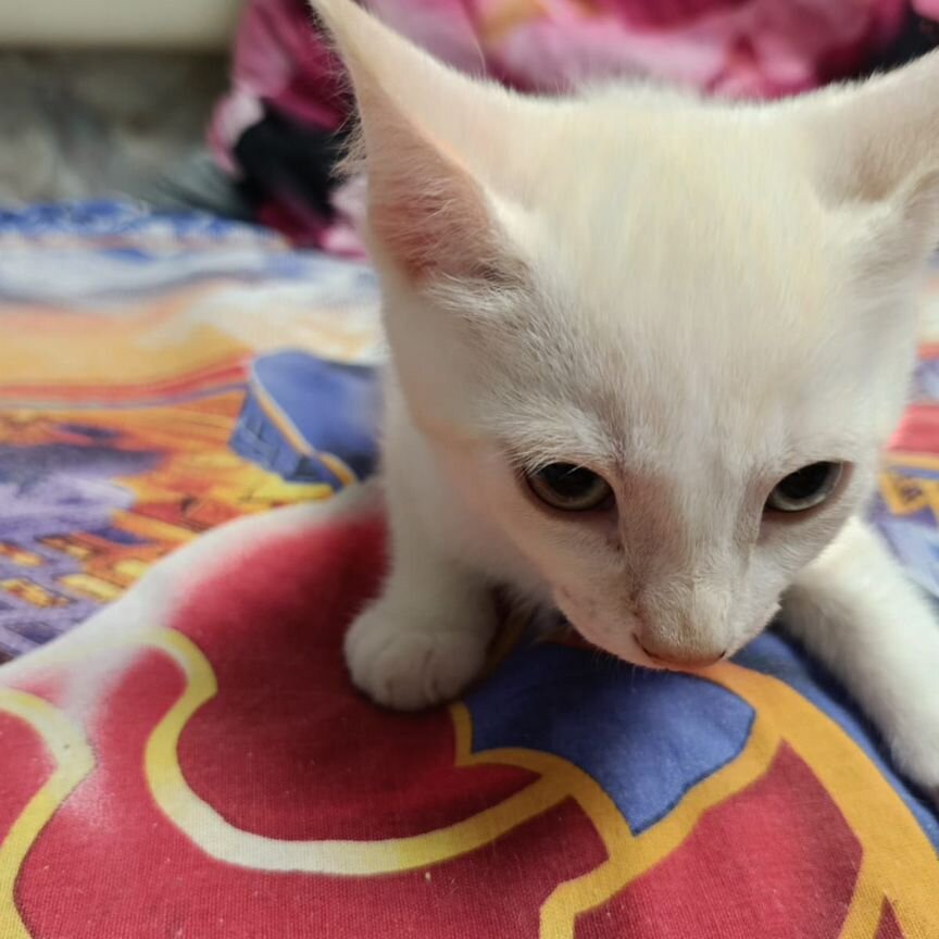 Котята сфинкс