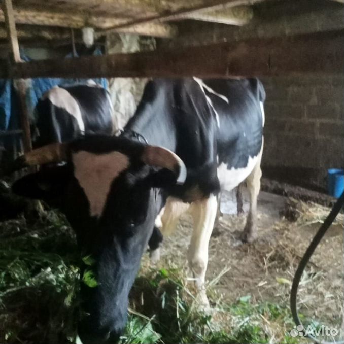 Продам корову