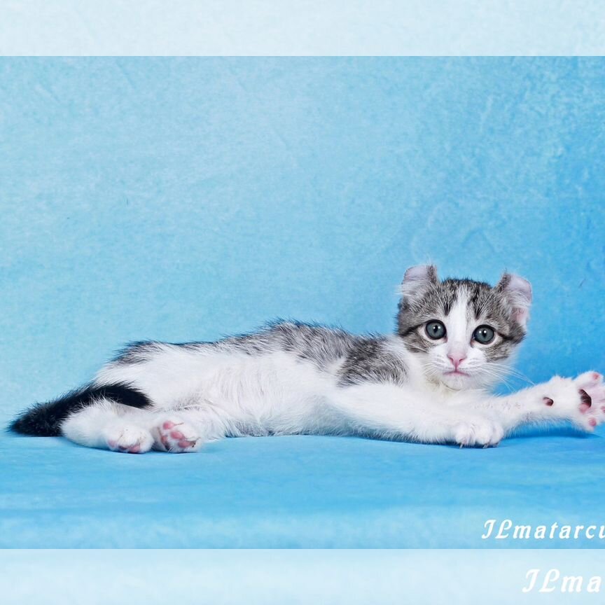 Американский керл котята