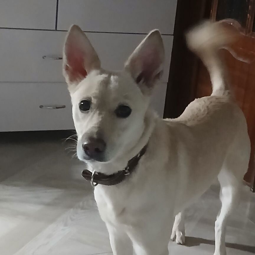 Отдам собаку в добрые руки