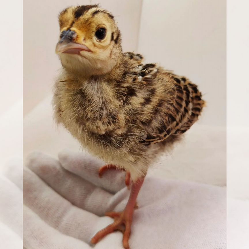 Птенцы фазана охотничьего