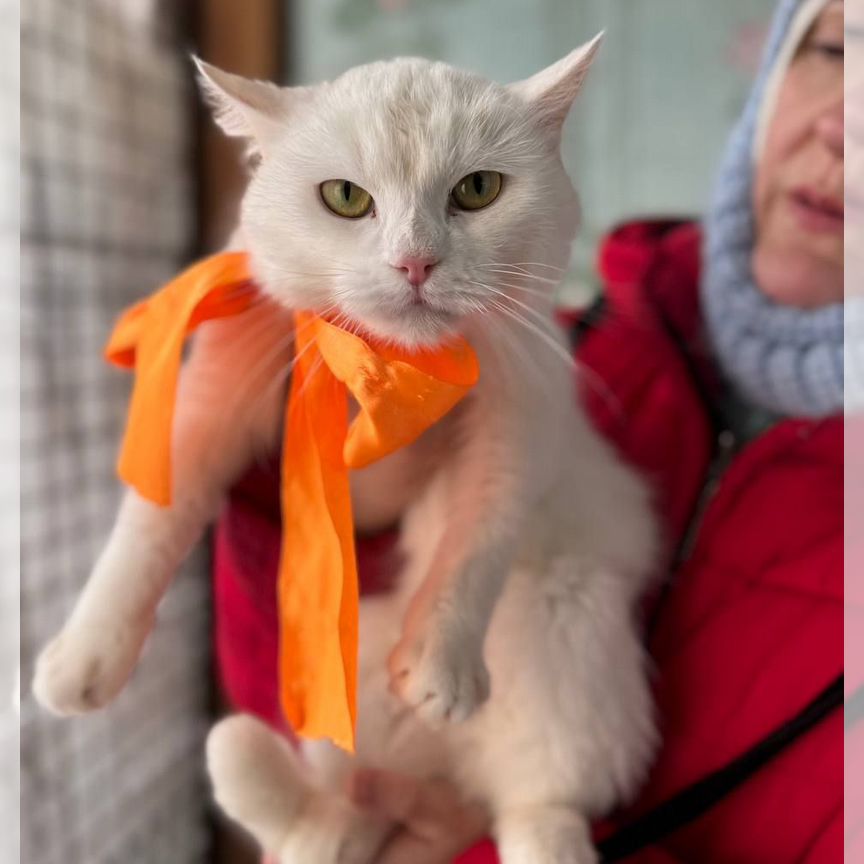 Взрослая, кошка в добрые руки