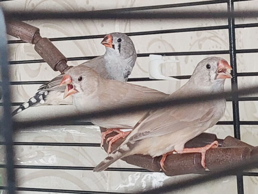 Птенцы зебровой амадины