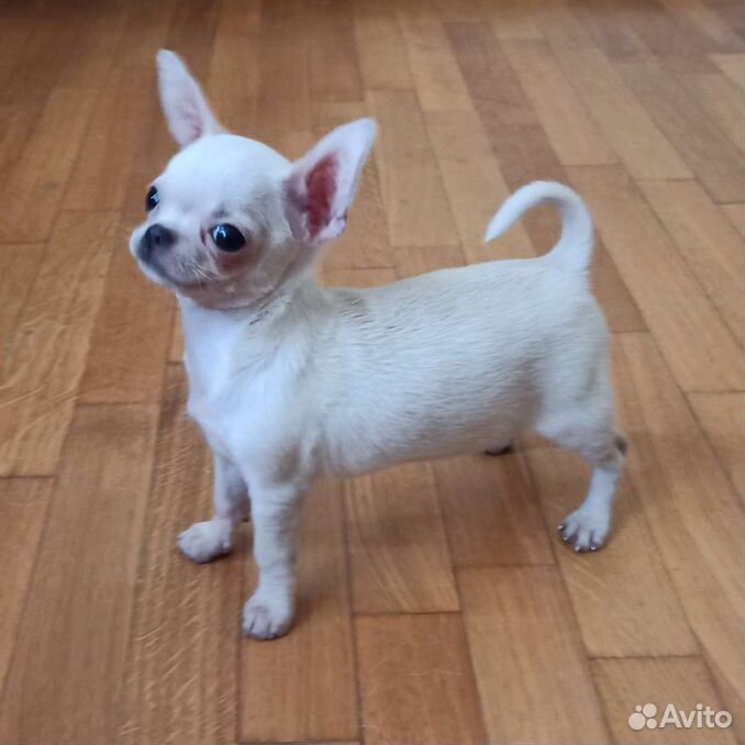 Девочка чихуахуа (видео)