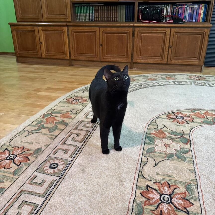 Отдам кота в добрые руки