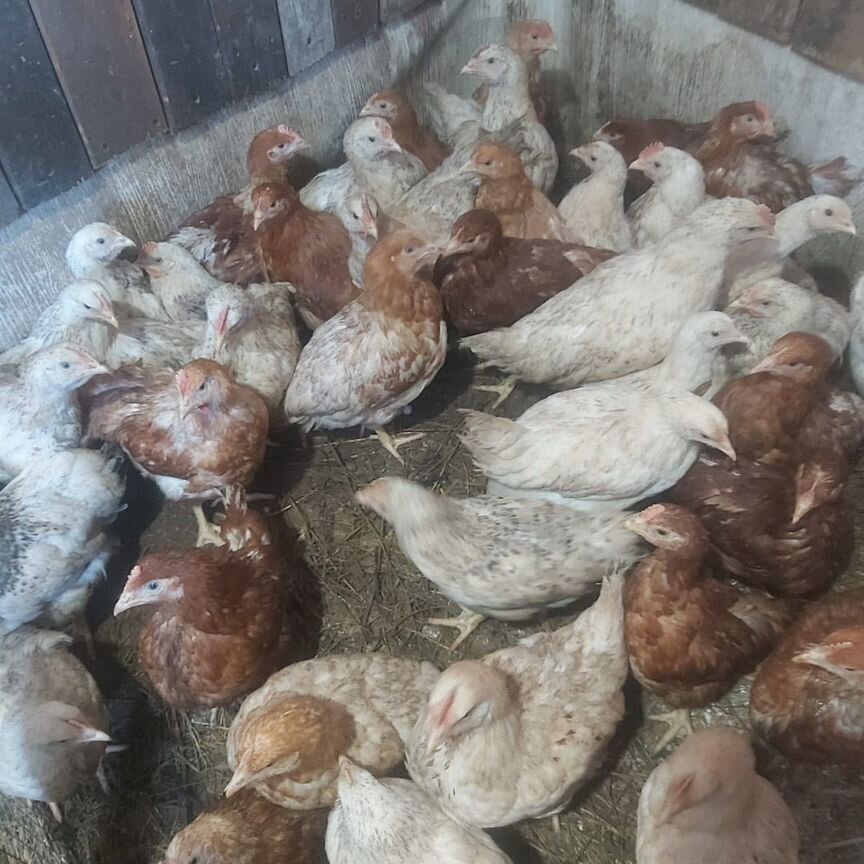 Куры Родонит 3 месяца