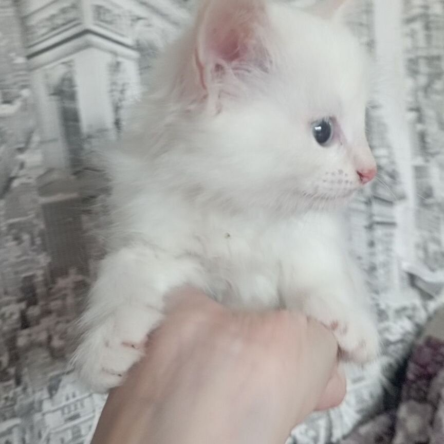 Белая кошечка 1 месяц