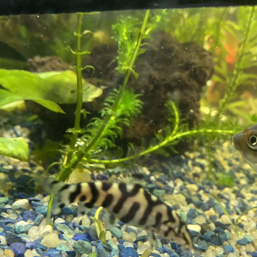 Рыбка Боция мраморная