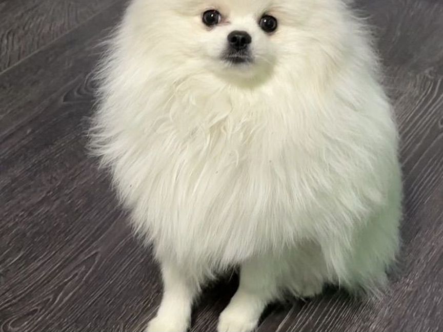 Белый померанский шпиц