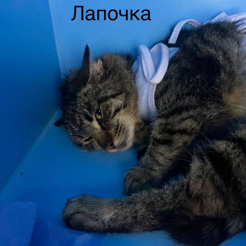 Кошка Лапочка. Выпуск на улицу в мороз. Ищет дом