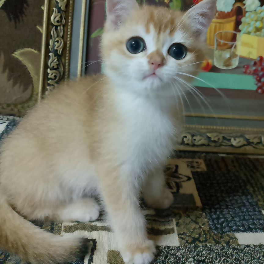 Золотая шиншилла