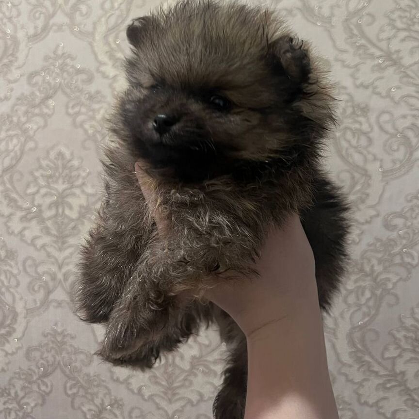 Померанский шпиц, щенок