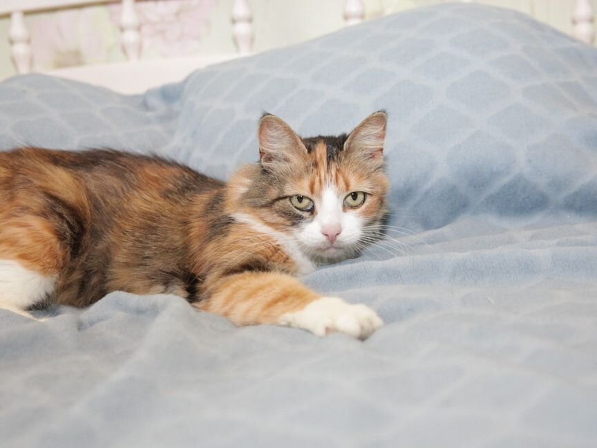 Алисонька ласковая кошечка в добрые руки