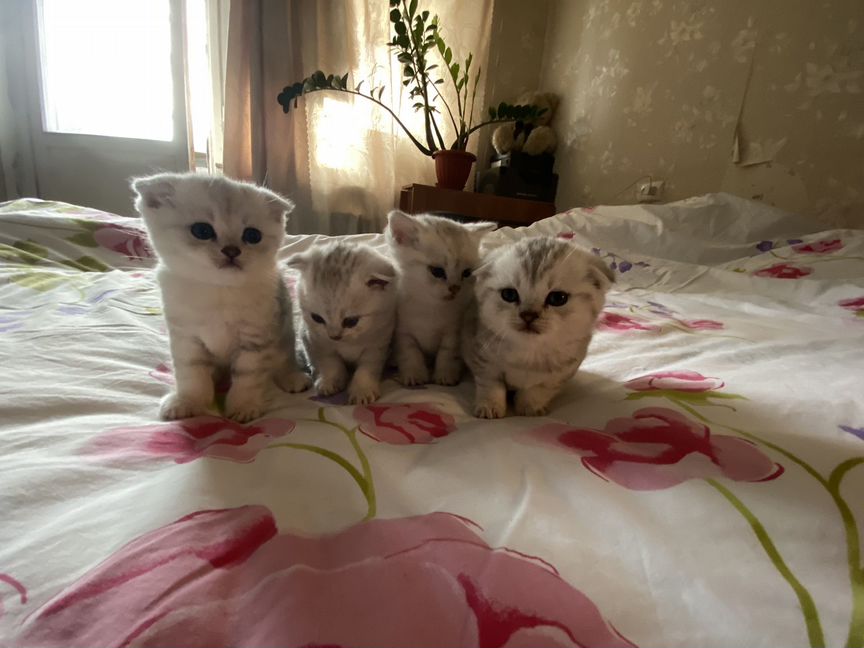 Шотландские вислоухие котята