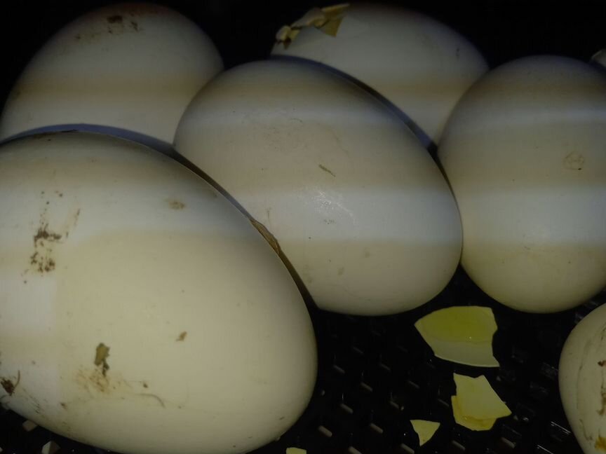 Гусята суточные