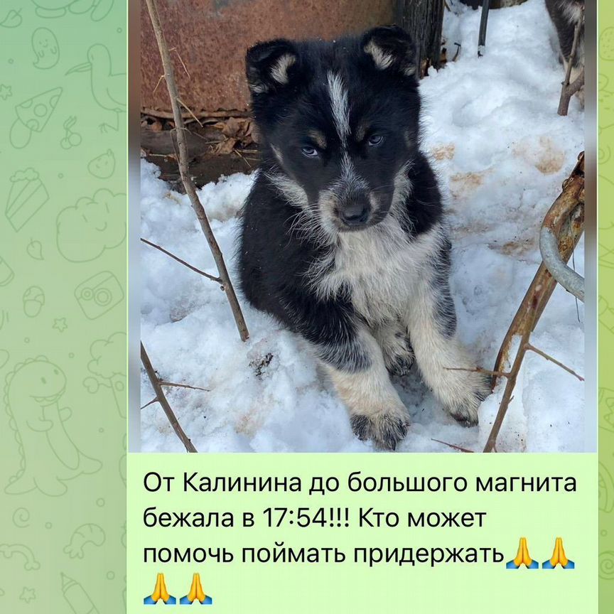 Щенок полухаски щенок