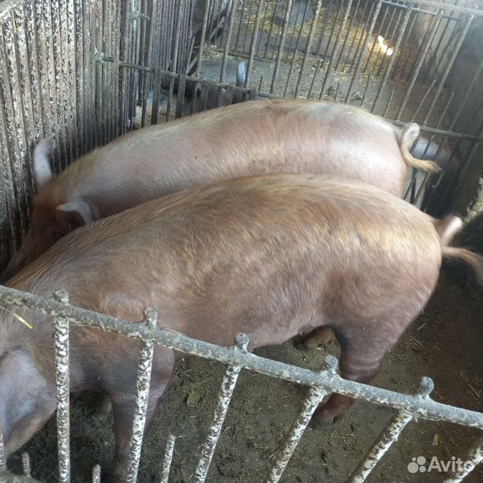 Свинки дюрок